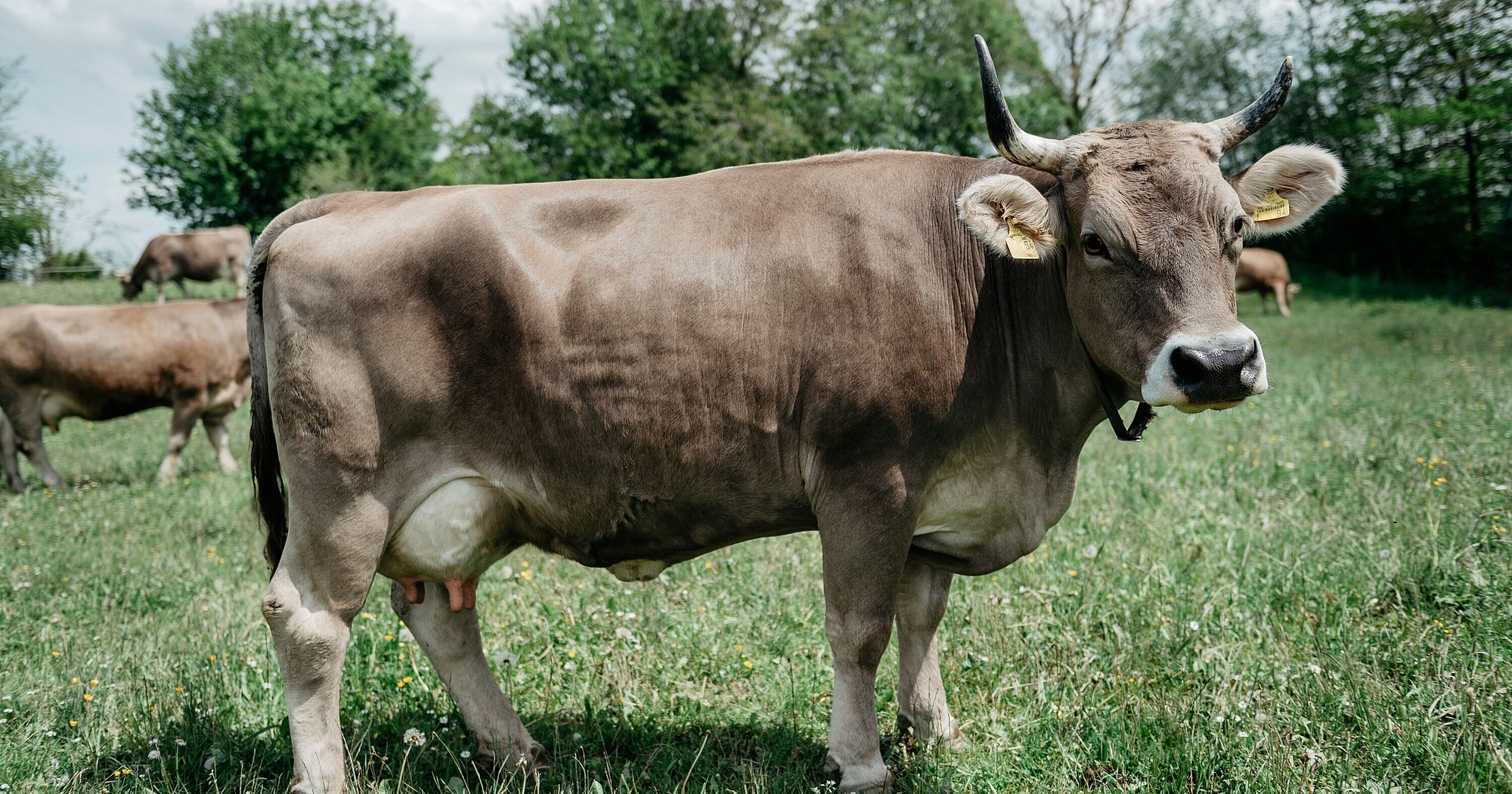 Allgäuer Braunvieh - Allgäu
