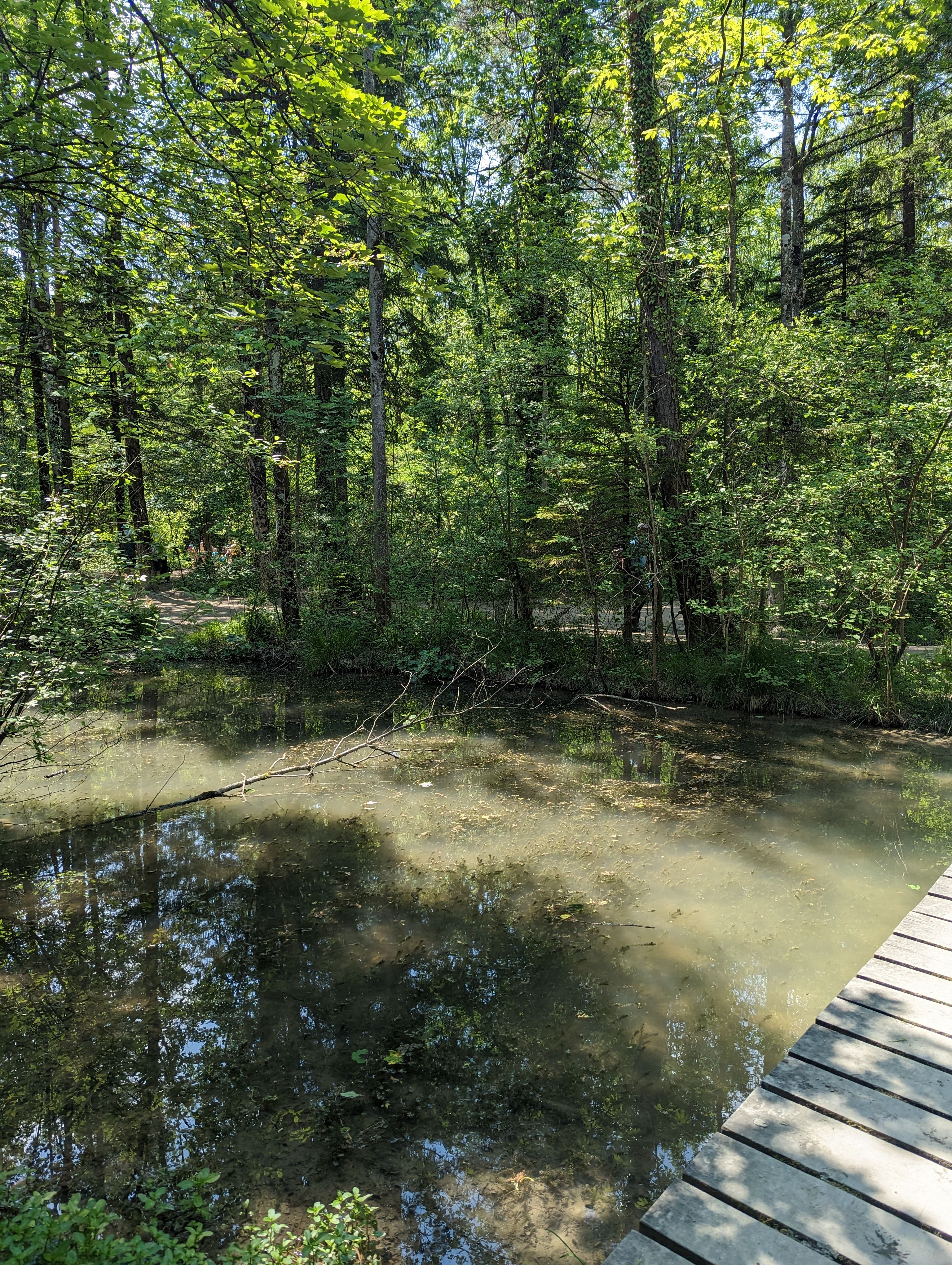 Wald und Wasser - Allgäu